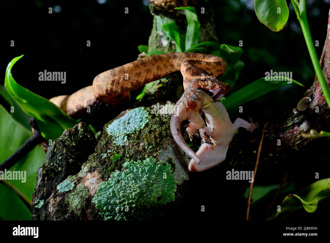 Sumatran palm pit viper (Trimeresurus andalasensis) catching a Lizard ...