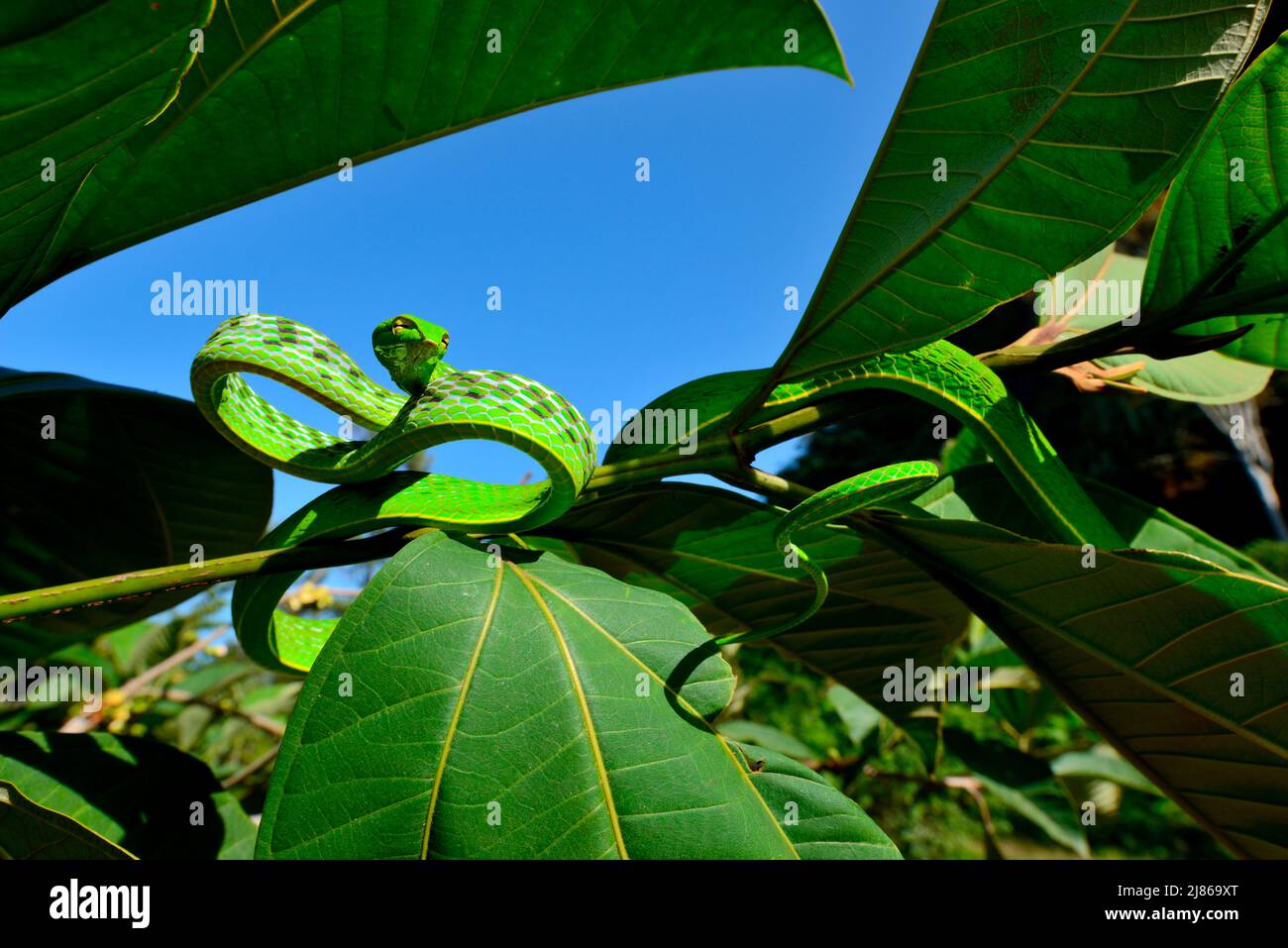 Red vine snake hi-res stock photography and images - Alamy