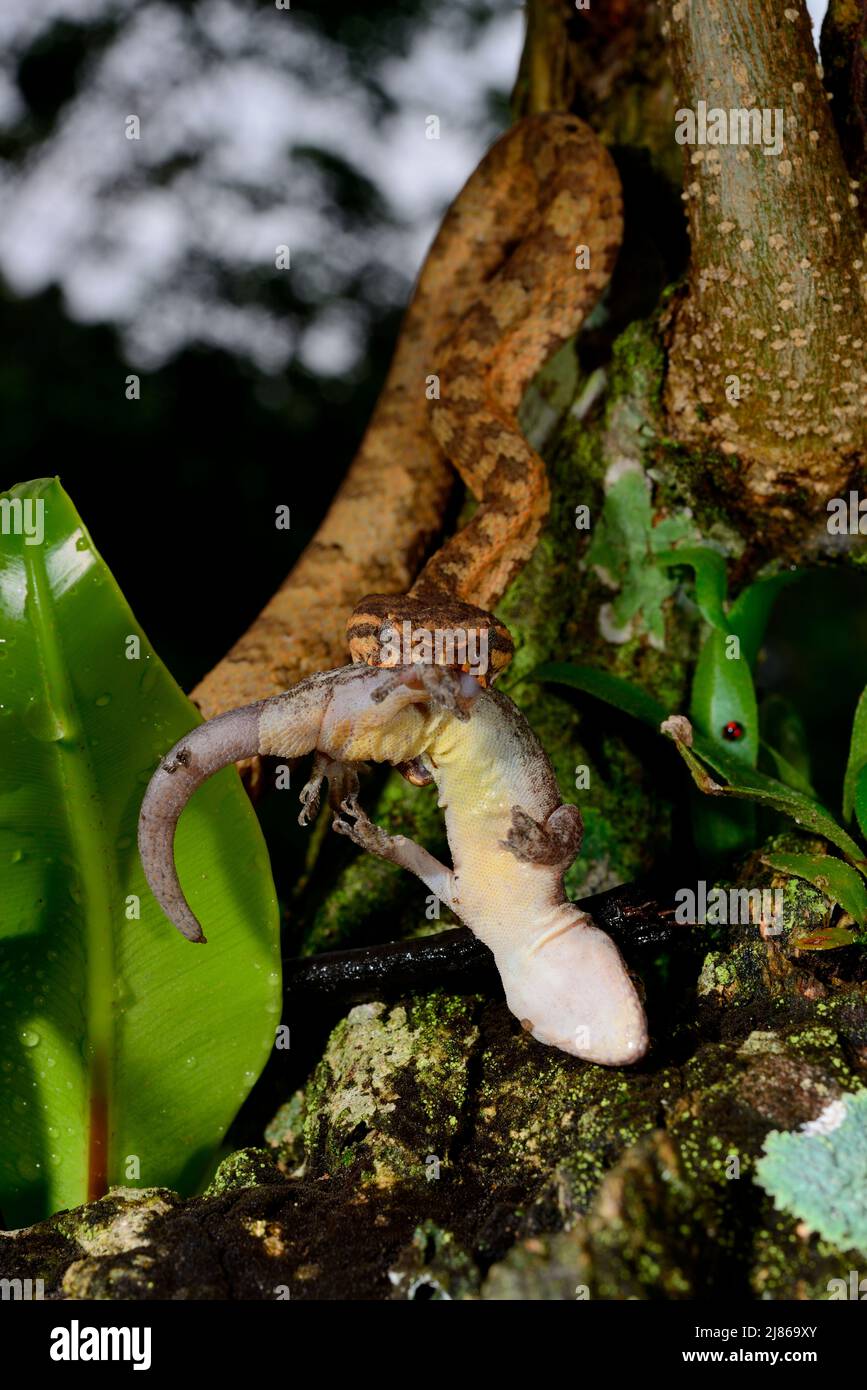 Sumatran palm pit viper (Trimeresurus andalasensis) catching a Lizard ...