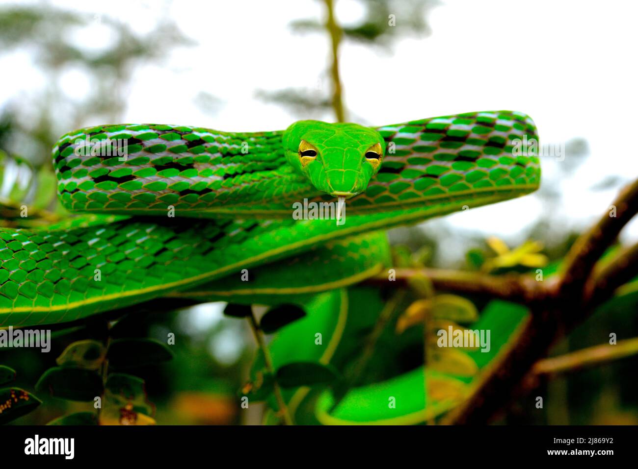 Asian vine snake (Ahaetulla prasina) in a tree, Sumatra Stock Photo - Alamy
