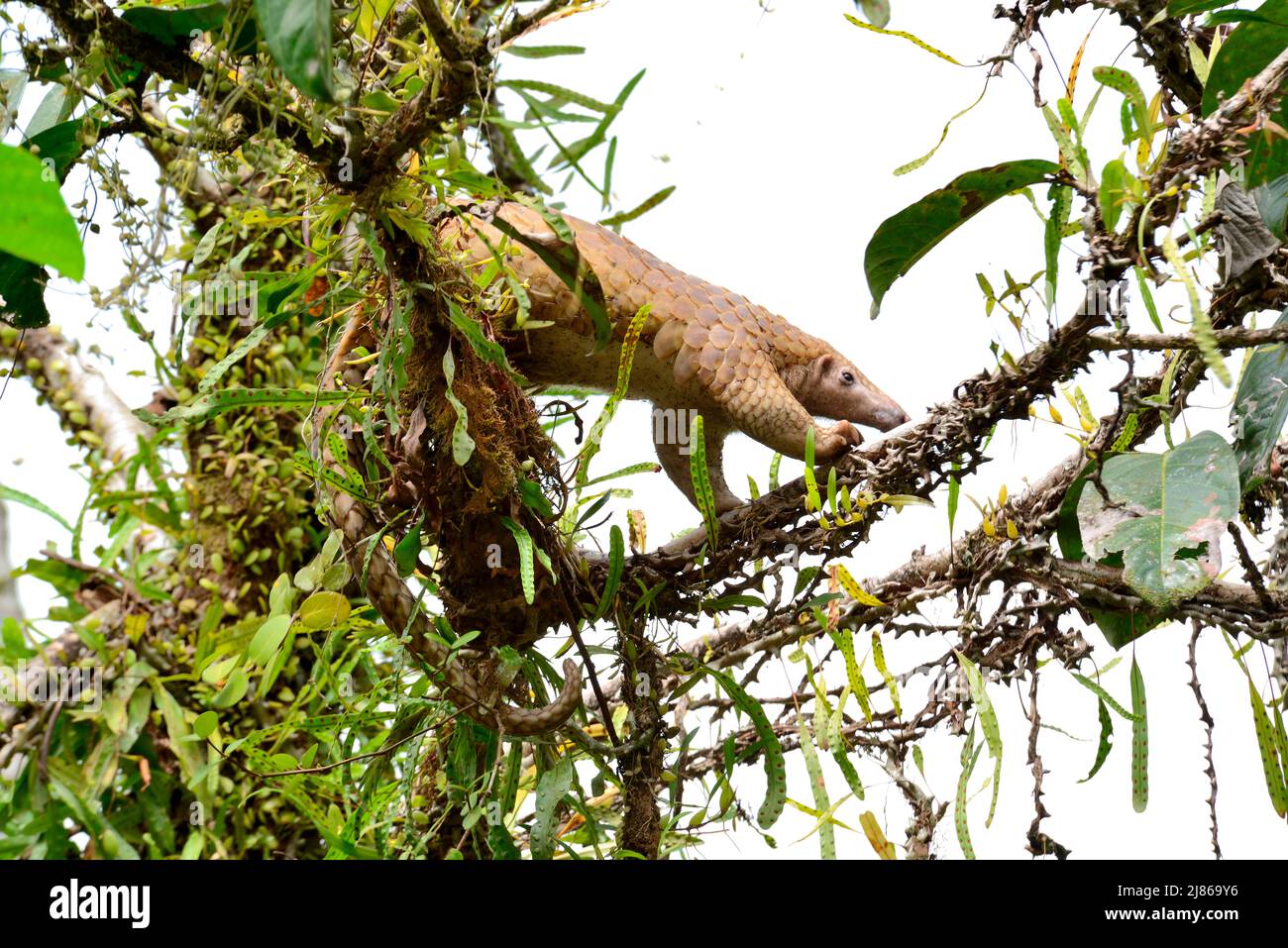 Malayan pangolin manis javanica hi-res stock photography and images - Alamy