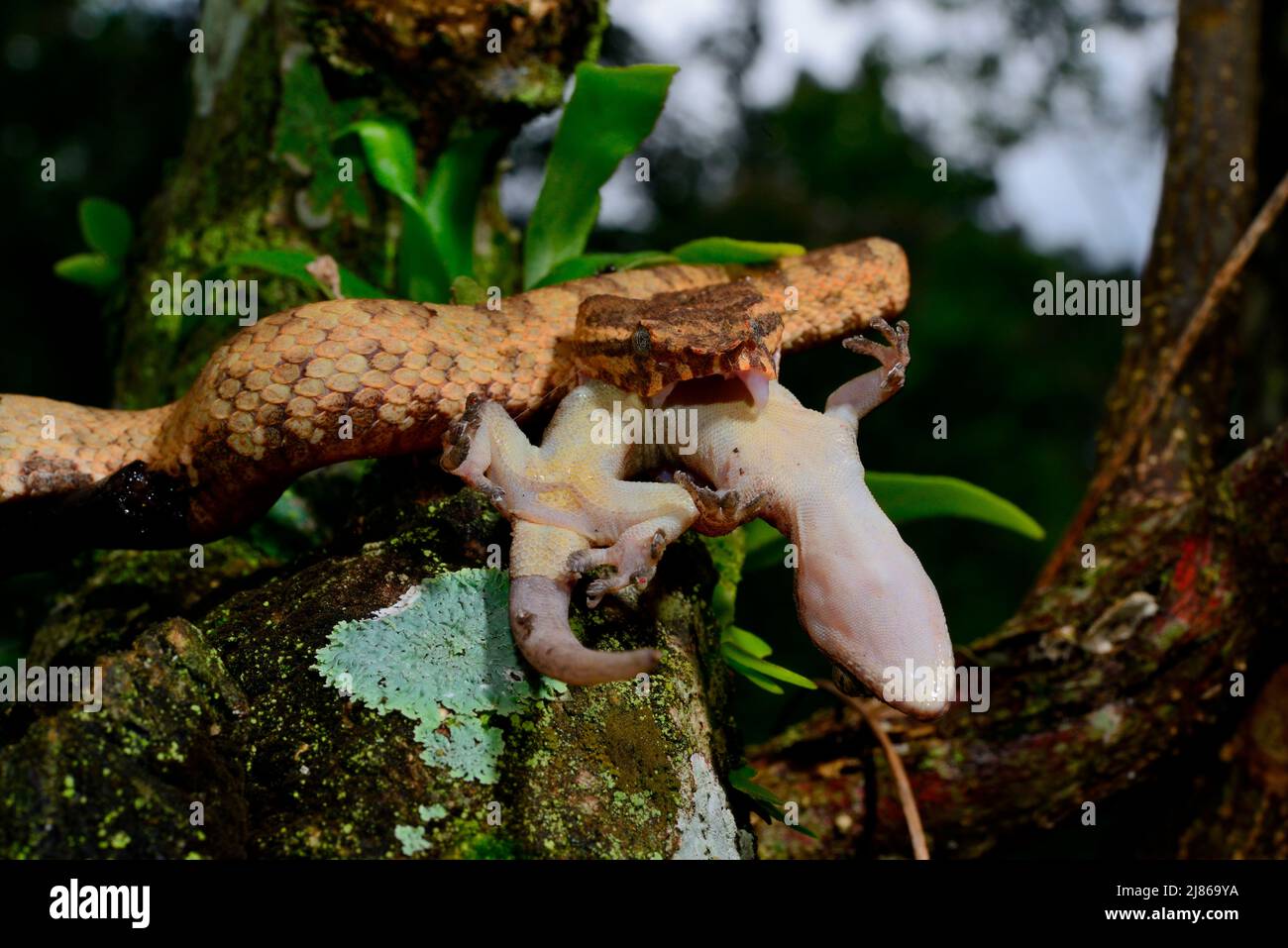 Sumatran palm pit viper (Trimeresurus andalasensis) catching a Lizard ...
