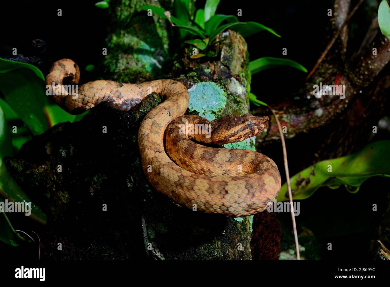 Sumatran palm pit viper (Trimeresurus andalasensis) in a tree, North ...