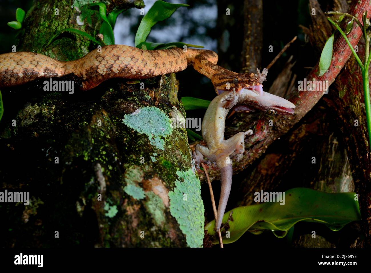 Sumatran palm pit viper (Trimeresurus andalasensis) catching a Lizard ...