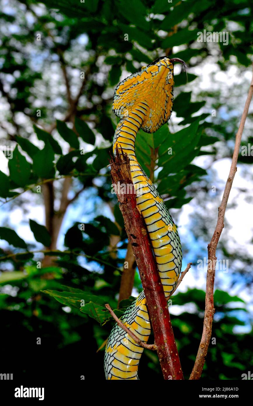 Temple pit viper (Tropidolaemus wagleri) in a tree Gunung Leuser ...