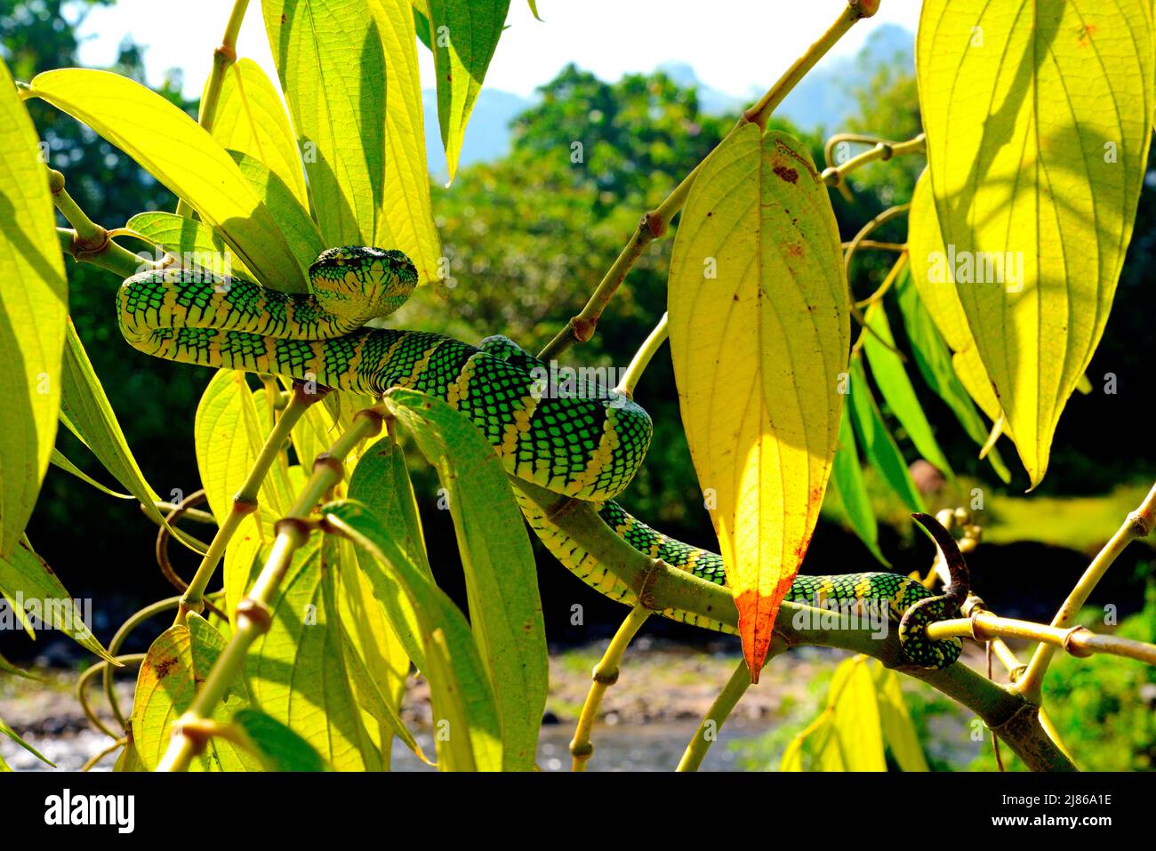 Temple pit viper (Tropidolaemus wagleri) in a tree, near Bukittinggi ...