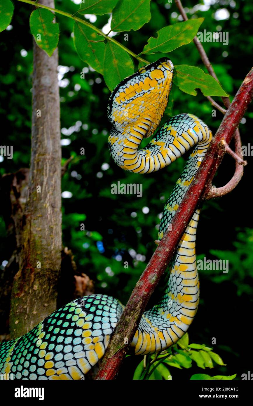 Temple pit viper (Tropidolaemus wagleri) in a tree Gunung Leuser ...