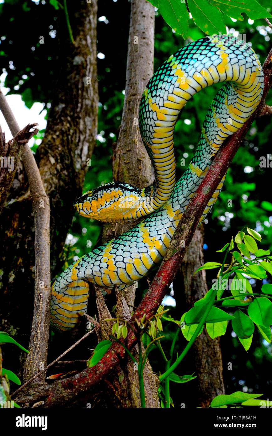 Temple pit viper (Tropidolaemus wagleri) in a tree Gunung Leuser ...