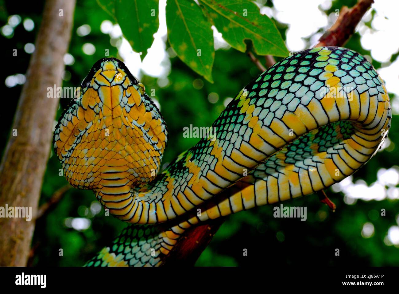 Temple pit viper (Tropidolaemus wagleri) in a tree Gunung Leuser ...