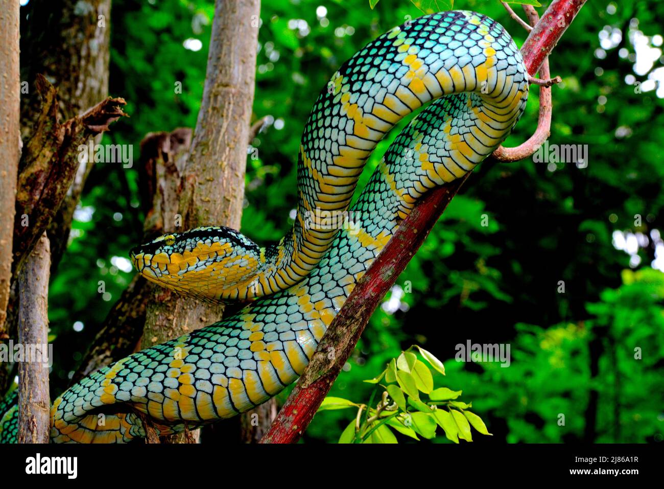 Temple pit viper (Tropidolaemus wagleri) in a tree Gunung Leuser ...
