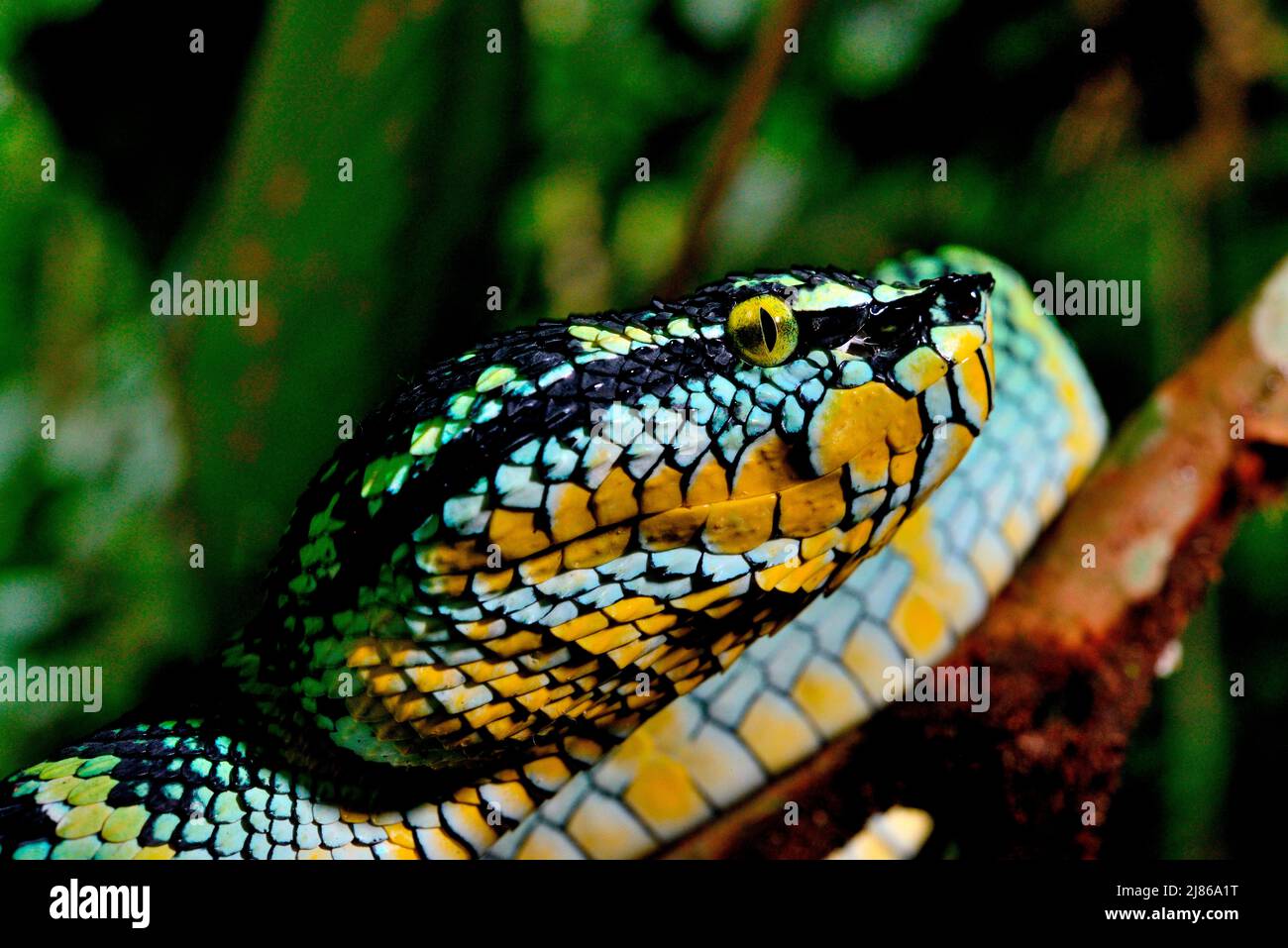 Portrait of Temple pit viper (Tropidolaemus wagleri) in a tree Gunung ...