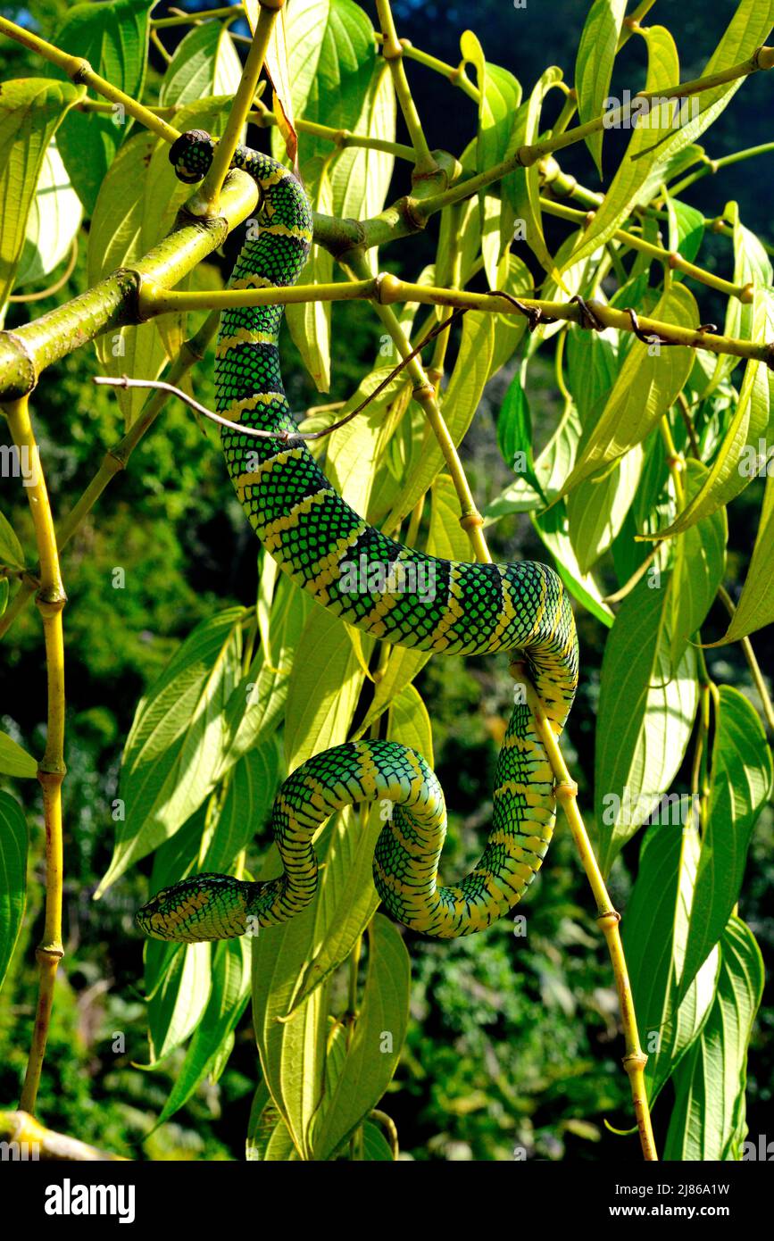 Temple pit viper (Tropidolaemus wagleri) in a tree, near Bukittinggi ...