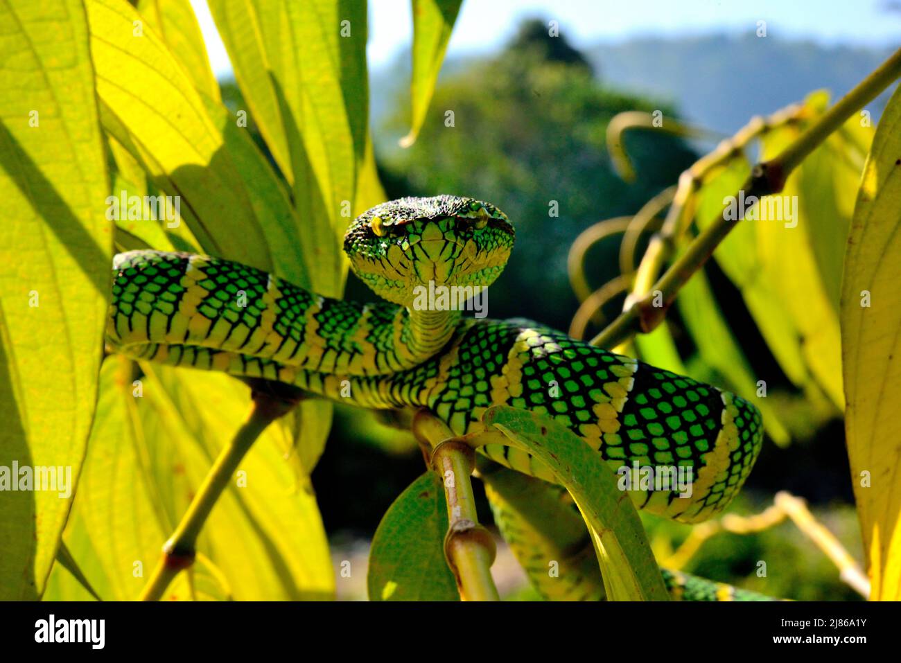 Temple pit viper (Tropidolaemus wagleri) in a tree, near Bukittinggi ...