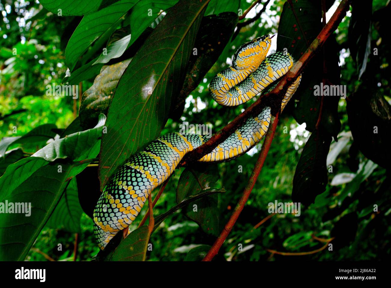 Temple pit viper (Tropidolaemus wagleri) in a tree Gunung Leuser ...