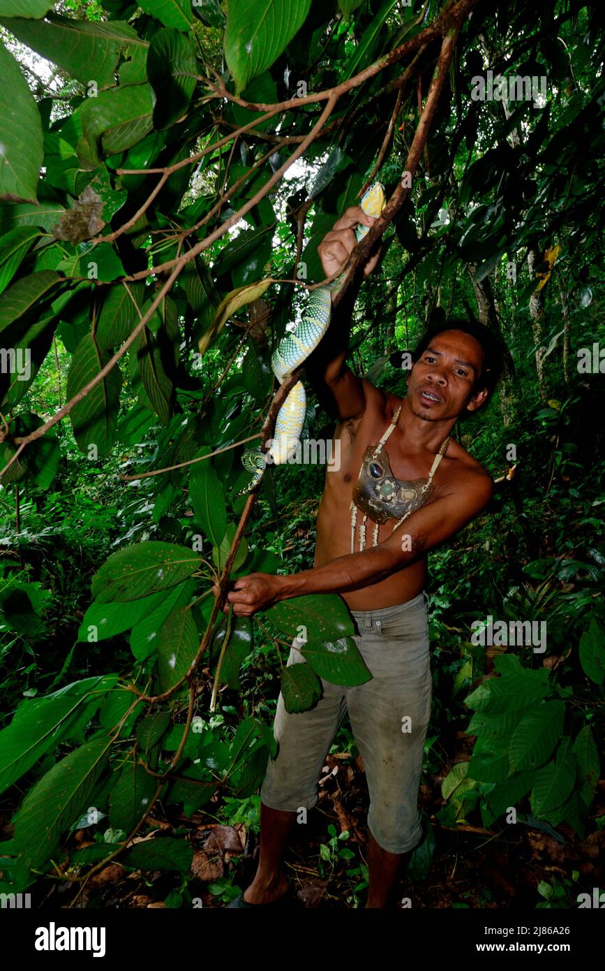 Temple pit viper (Tropidolaemus wagleri) catching in a tree Gunung ...