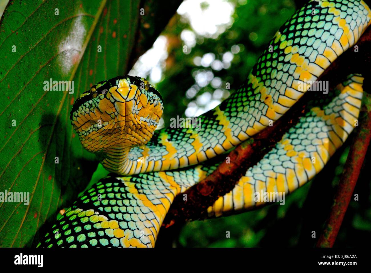 Temple pit viper (Tropidolaemus wagleri) in a tree Gunung Leuser ...