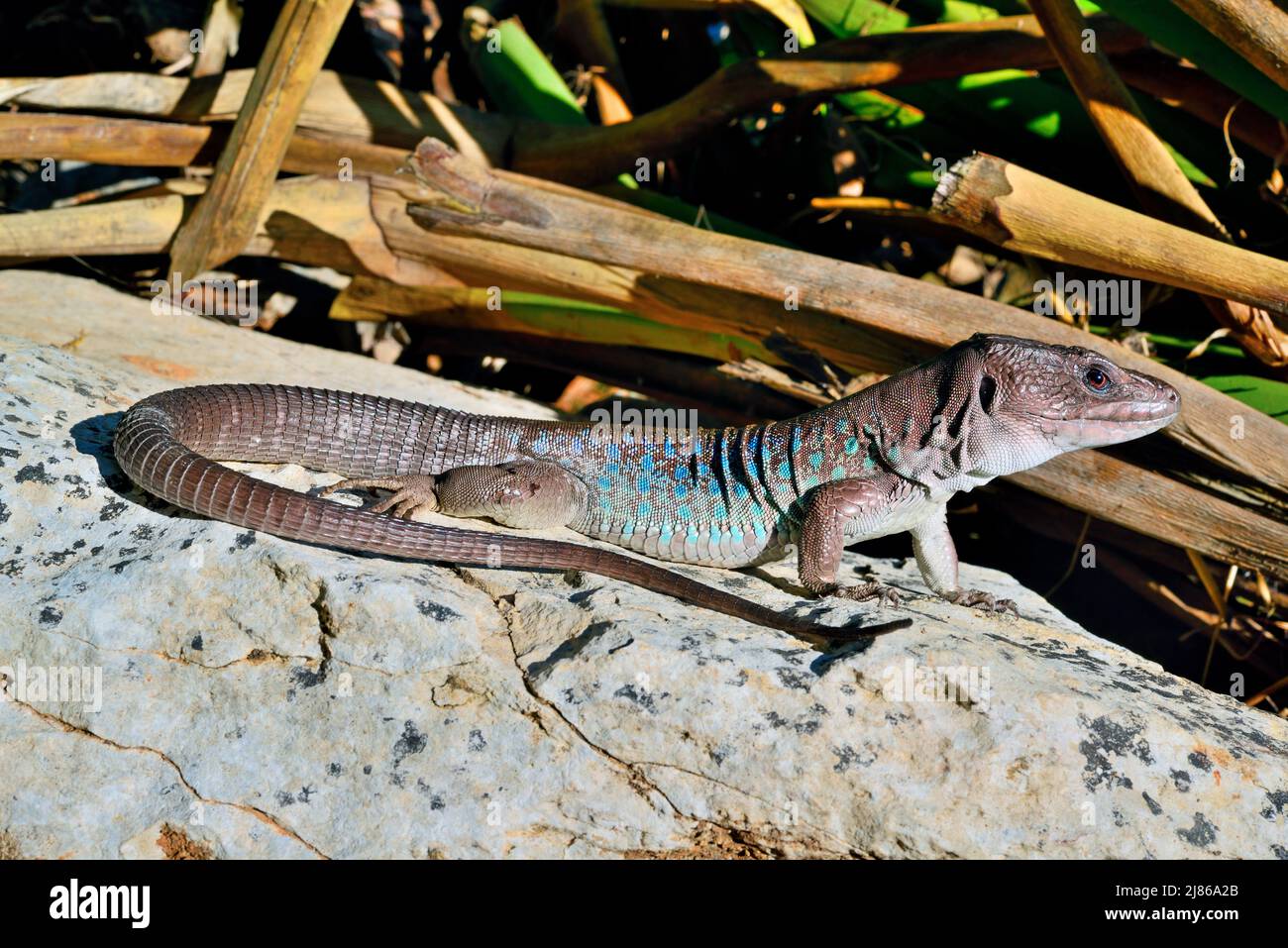 Sierra Nevada lizard (Timon lepidus nevadensis), Andalousia, Spain ...