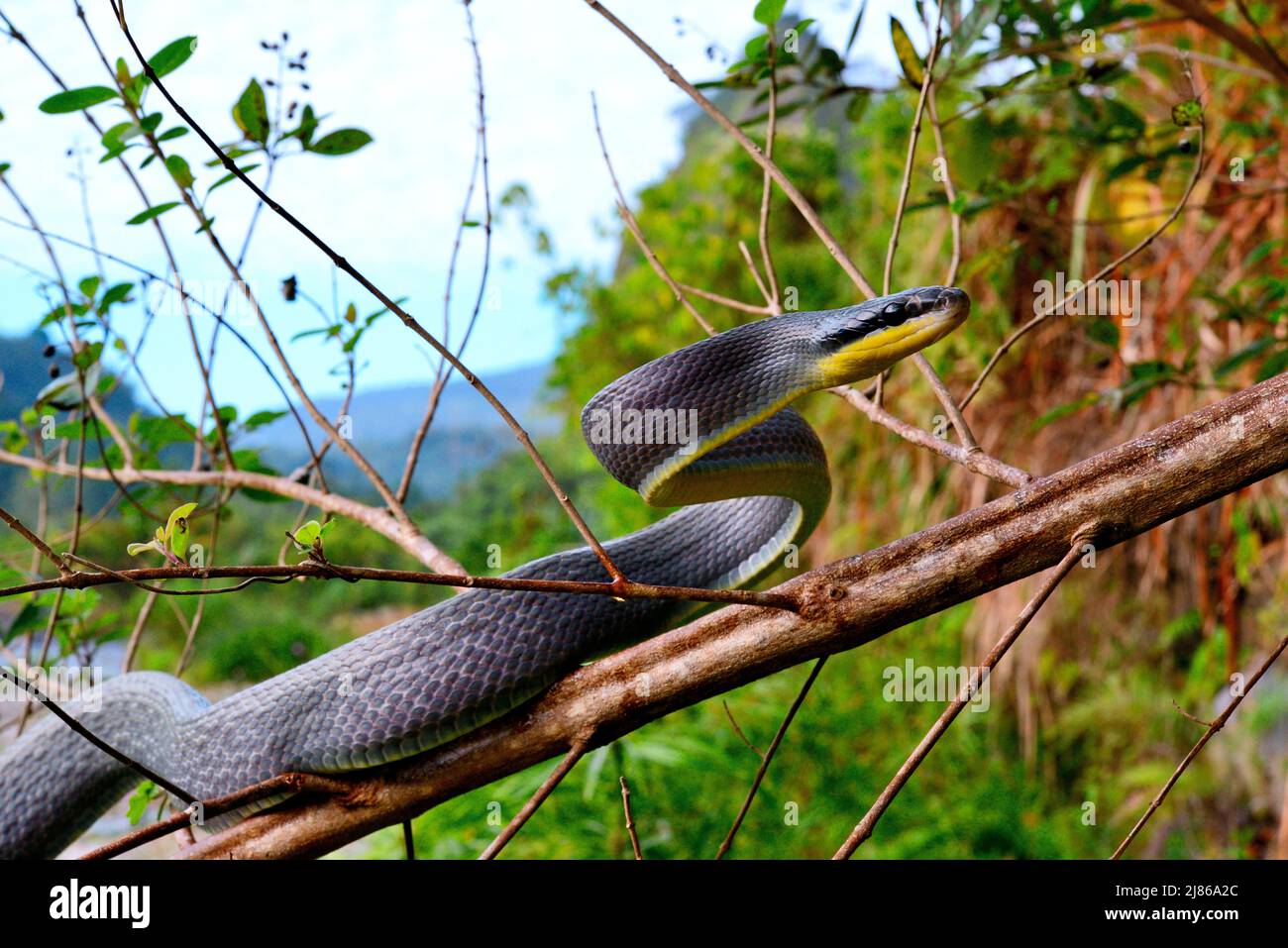 Sumatran ratsnake (Orthriophis taeniurus grabowskyi), Sumatra Stock ...