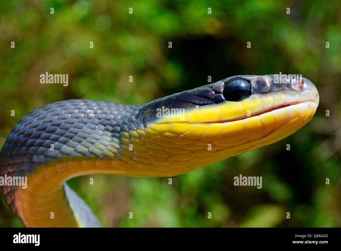 Portrait of Sumatran ratsnake (Orthriophis taeniurus grabowskyi ...