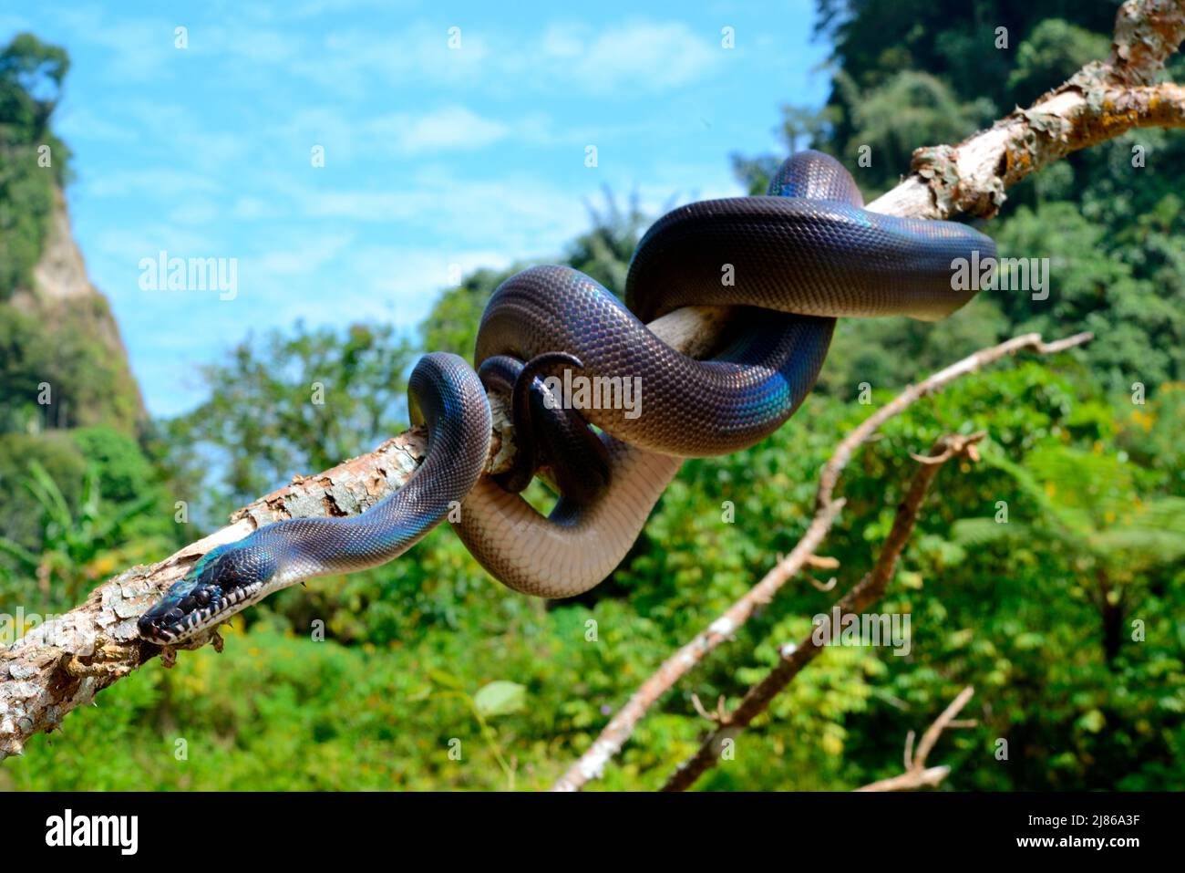 Northern White-lipped (Botrochilus albertisii) on a branch, Irian-Jaya ...
