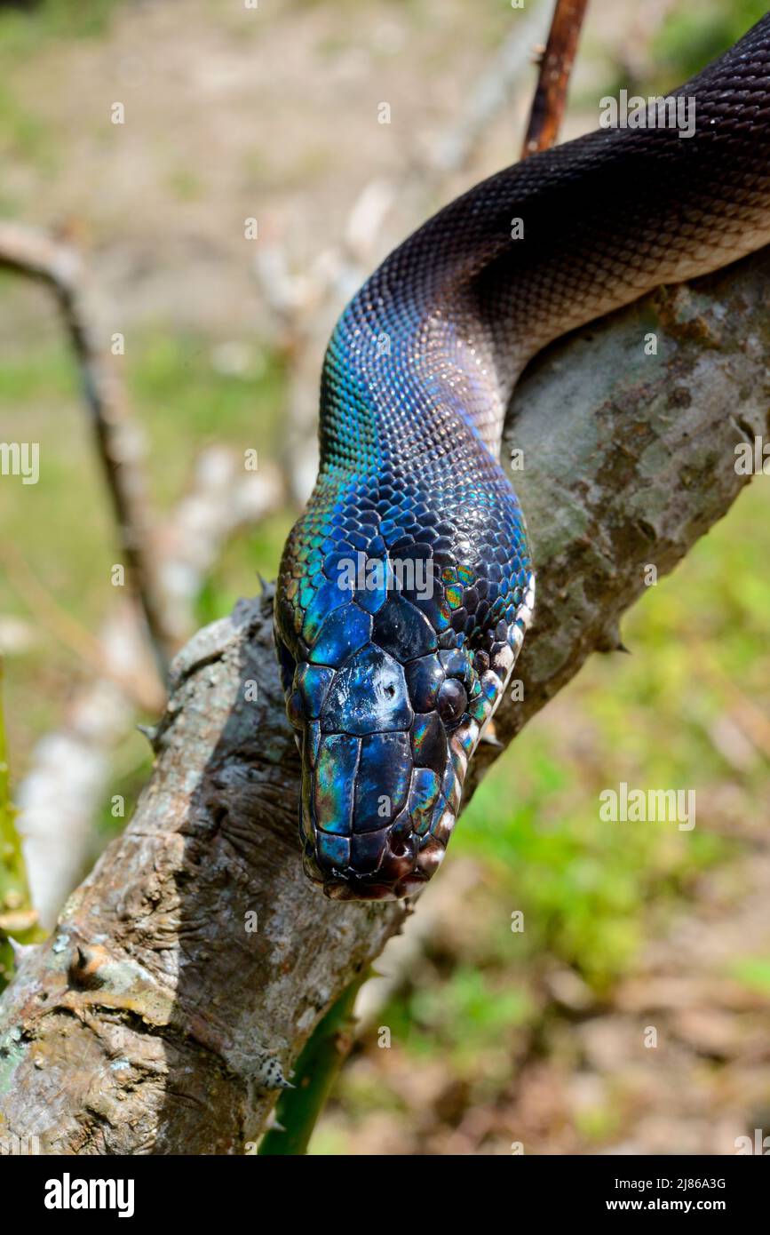 Portrait of Northern White-lipped (Botrochilus albertisii) on a branch ...