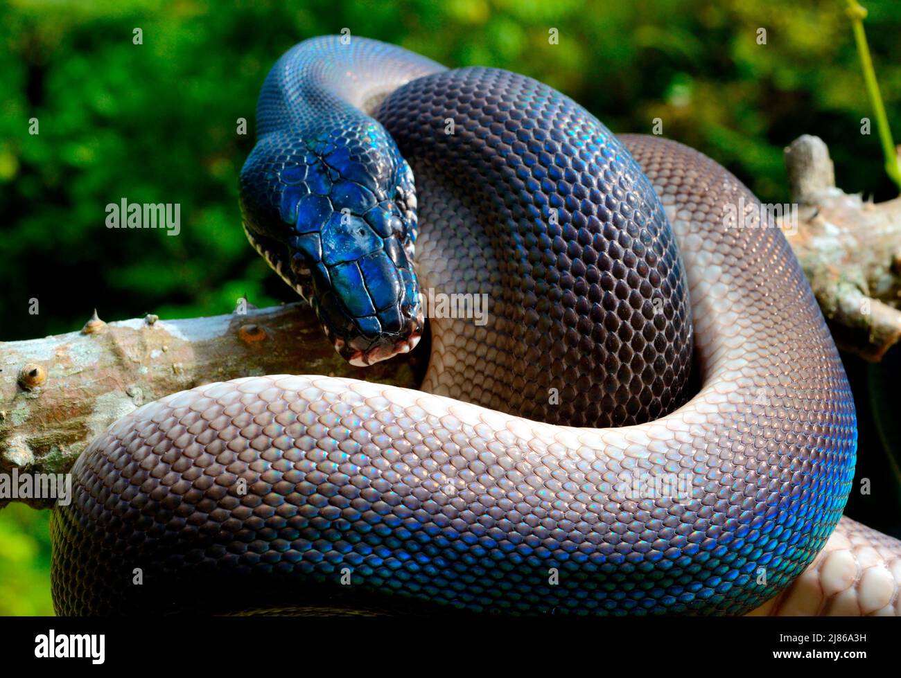 Portrait of Northern White-lipped (Botrochilus albertisii) on a branch ...