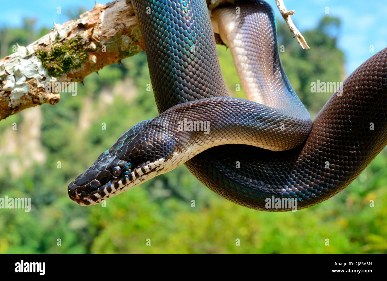 Portrait of Northern White-lipped (Botrochilus albertisii) on a branch ...