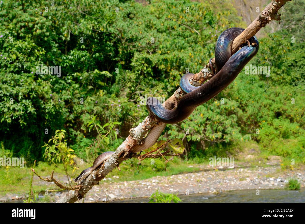 Northern White-lipped (Botrochilus albertisii) on a branch, Irian-Jaya ...