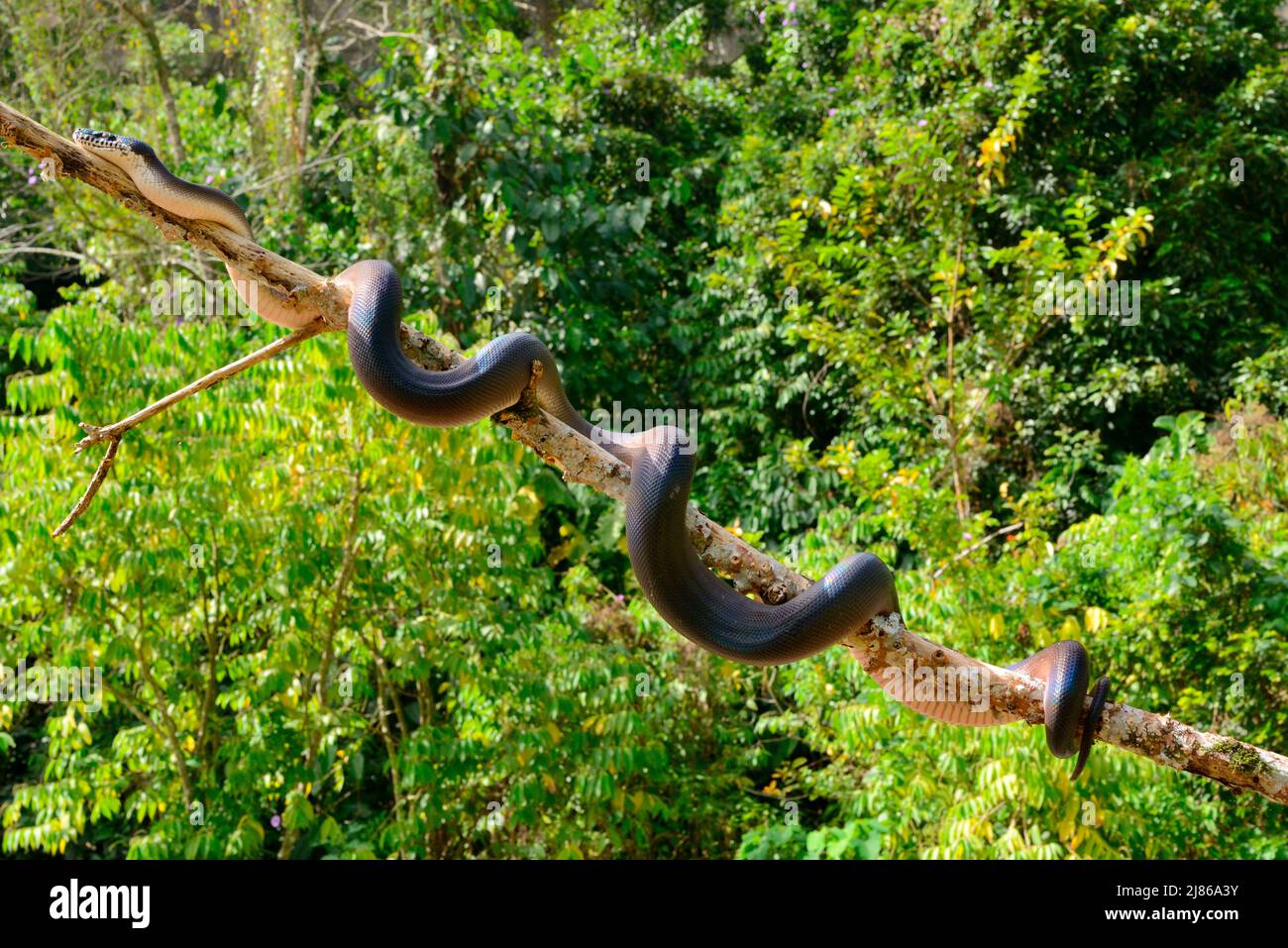 Northern White-lipped (Botrochilus albertisii) on a branch, Irian-Jaya ...