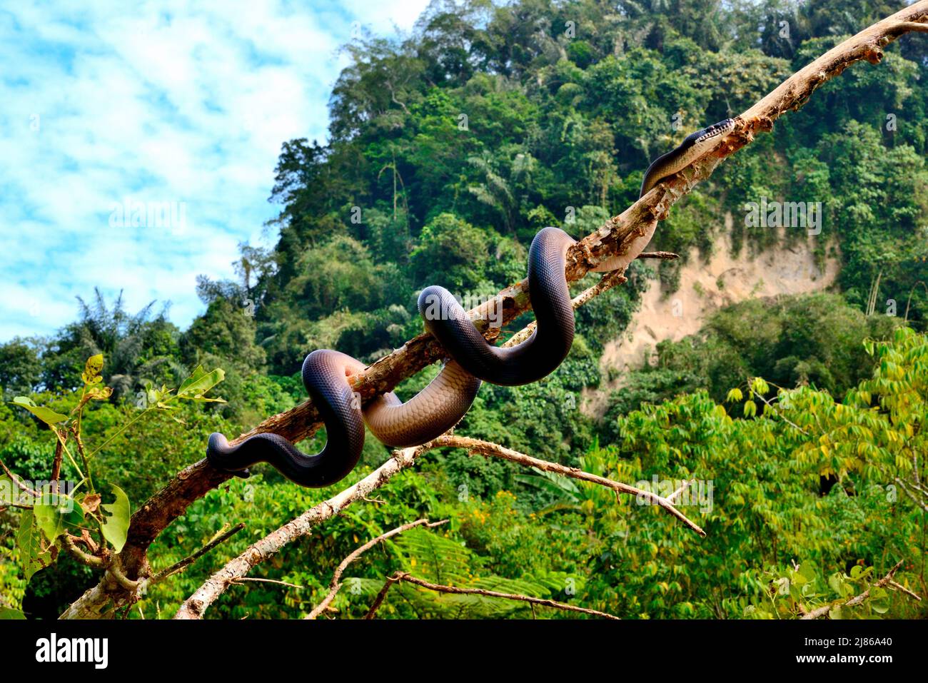Northern White-lipped (Botrochilus albertisii) on a branch, Irian-Jaya ...
