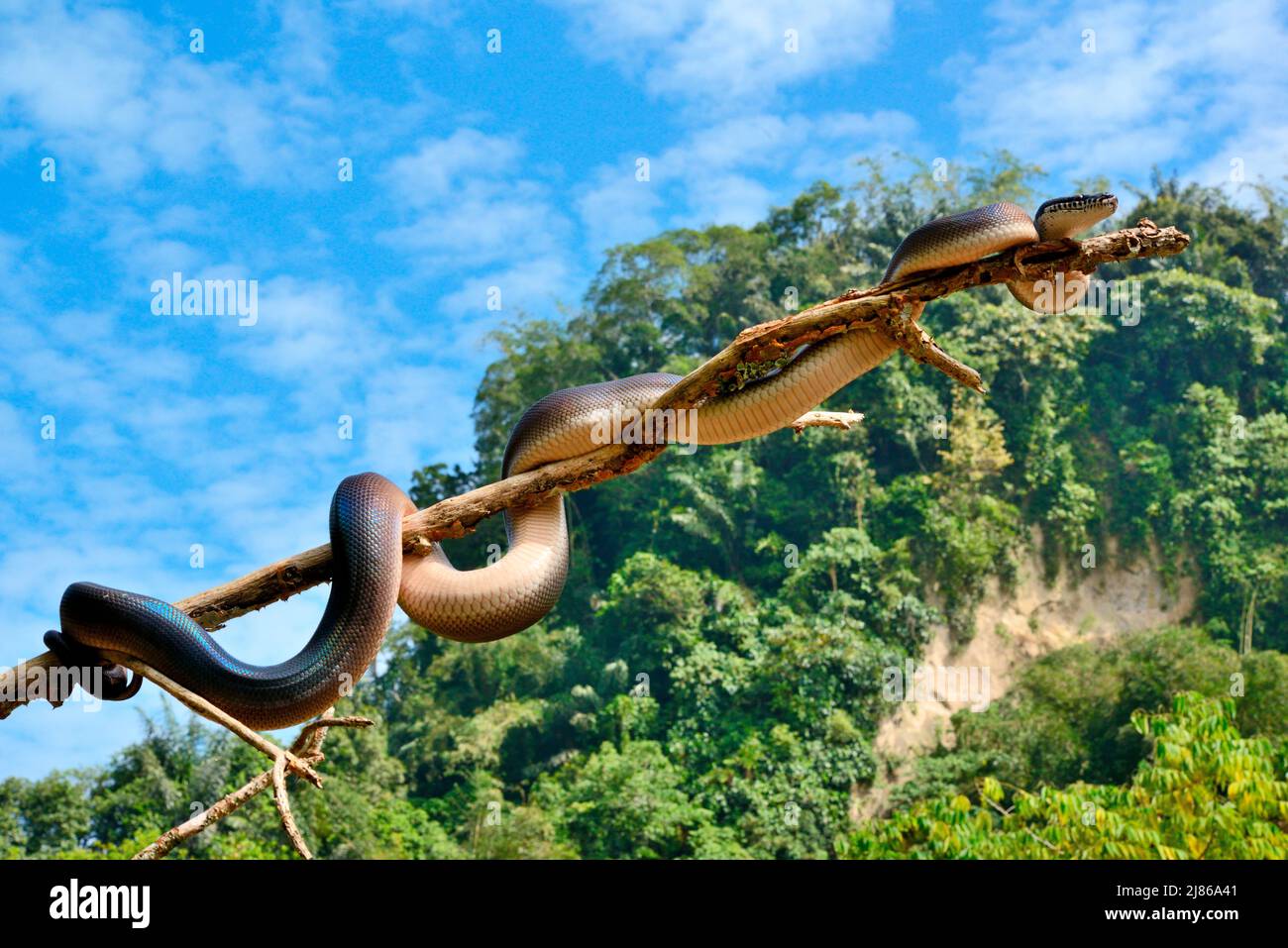 Northern White-lipped (Botrochilus albertisii) on a branch, Irian-Jaya ...