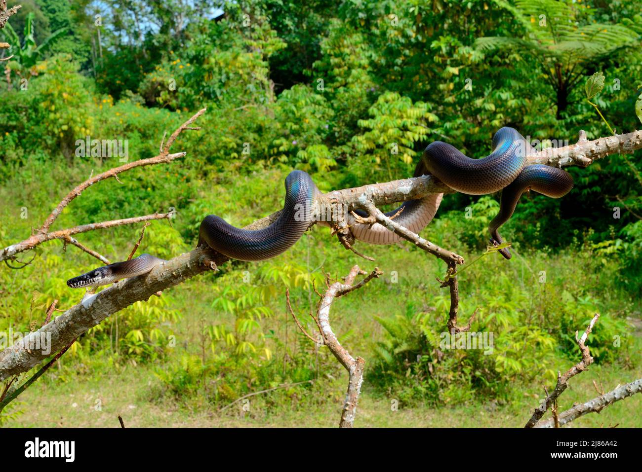 Northern White-lipped (Botrochilus albertisii) on a branch, Irian-Jaya ...