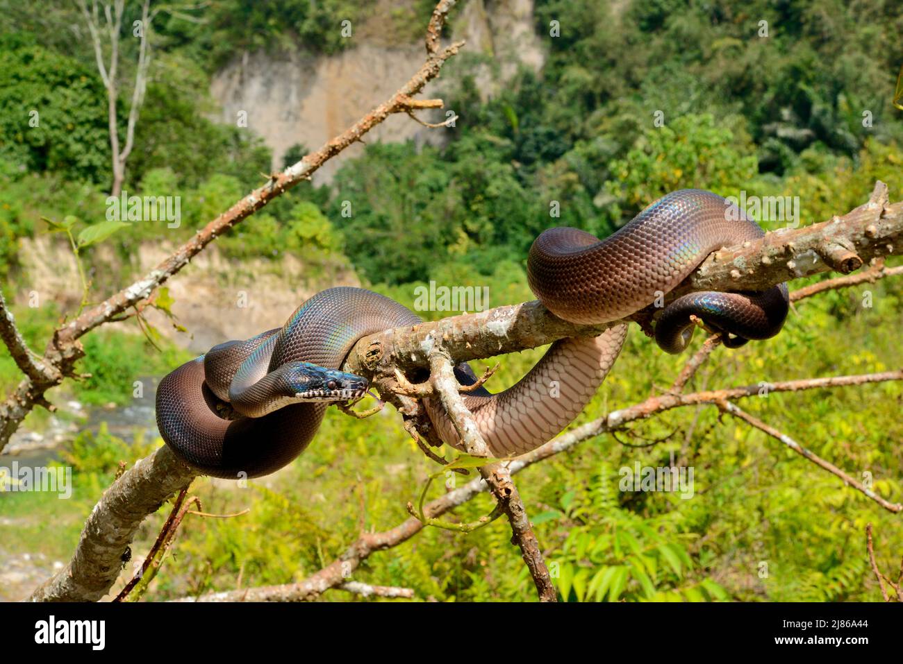 Northern White-lipped (Botrochilus albertisii) on a branch, Irian-Jaya ...
