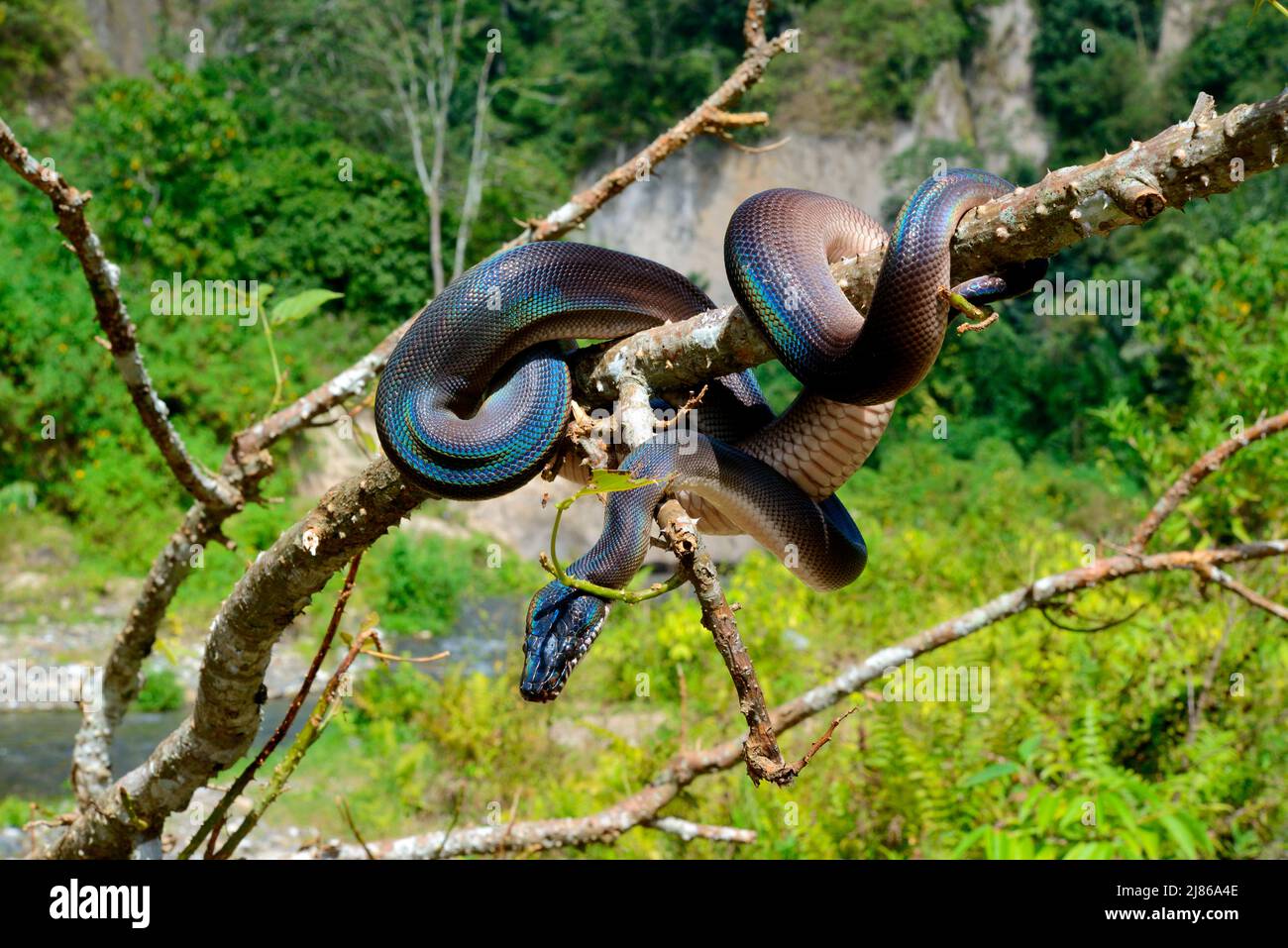 Northern White-lipped (Botrochilus albertisii) on a branch, Irian-Jaya ...