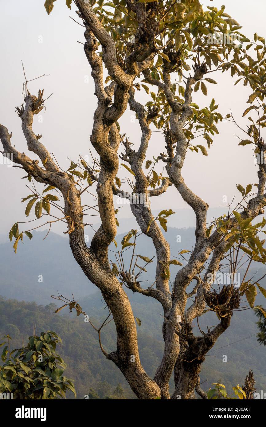 Silver white snake like tree on the hills of himalaya in India with ...