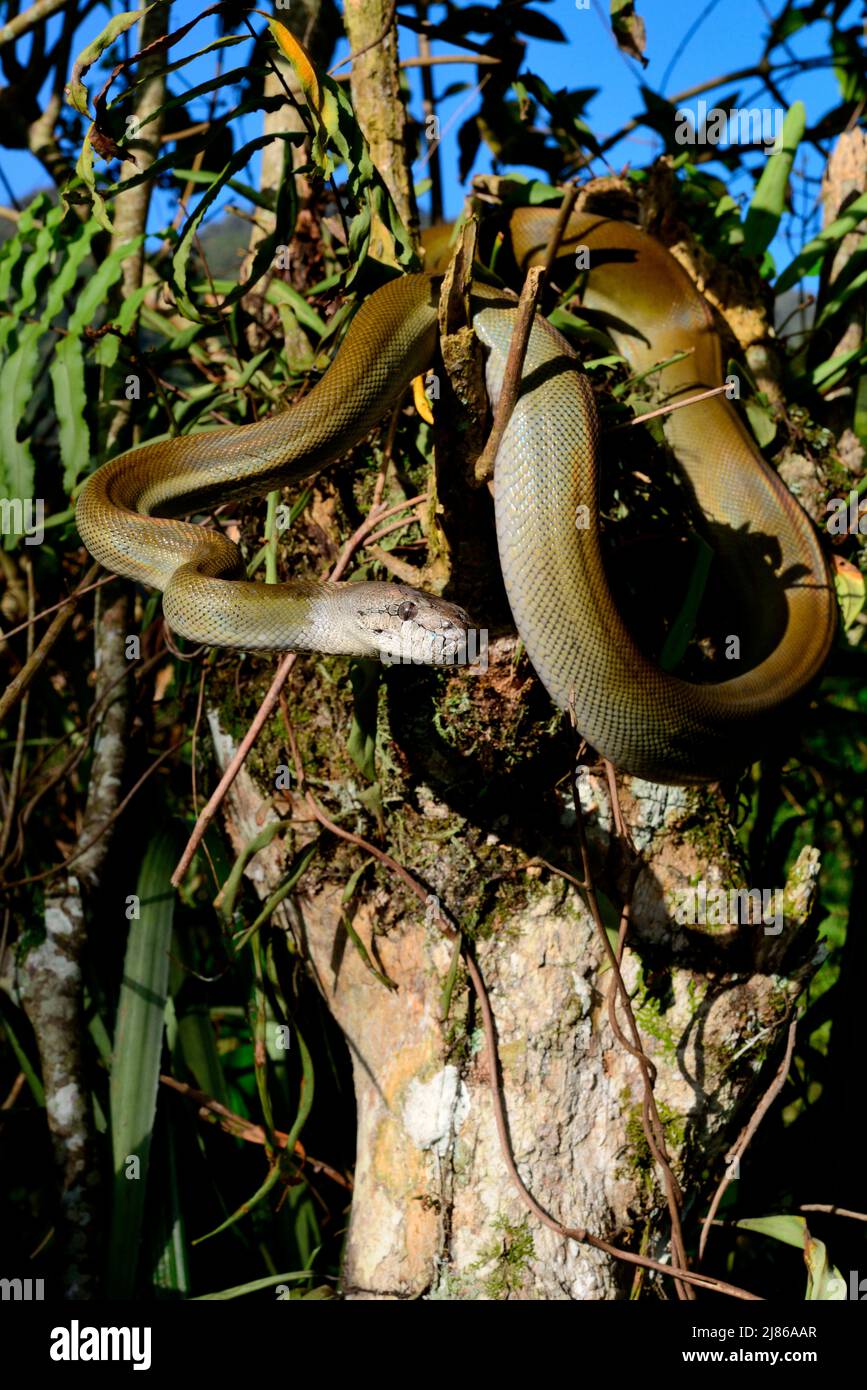 Olive papuan python (Apodora papuana) in a tree, Irian Jaya and Papua ...