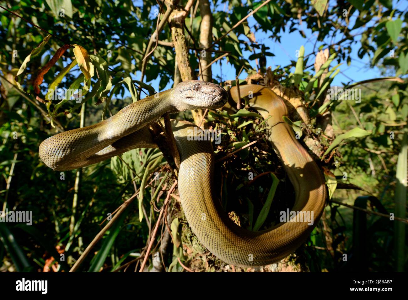 Olive papuan python (Apodora papuana) in a tree, Irian Jaya and Papua ...