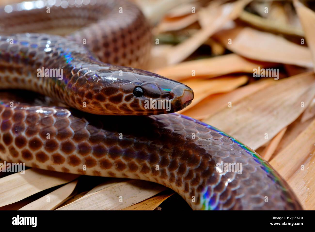 Sunbeam Snake (Xenopeltis unicolor), Asia Stock Photo - Alamy