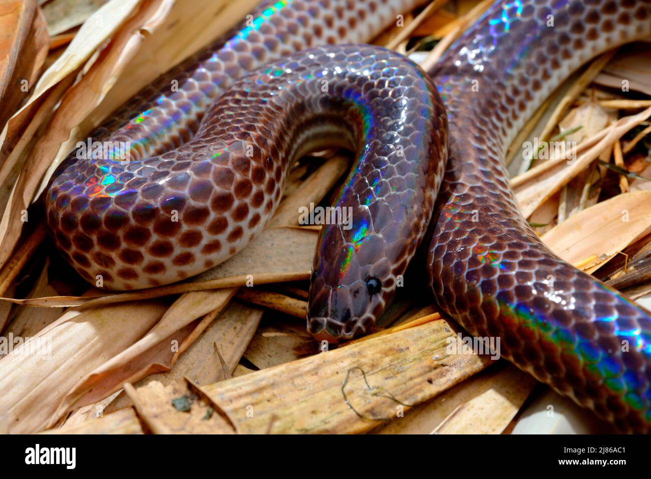 Sunbeam Snake (Xenopeltis unicolor), Asia Stock Photo - Alamy