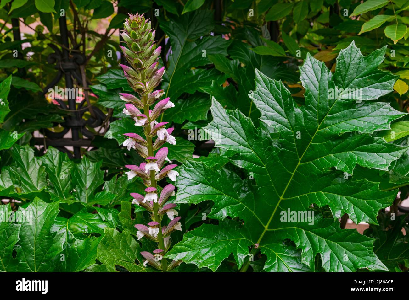 Acanthus acanthaceae hi-res stock photography and images - Alamy
