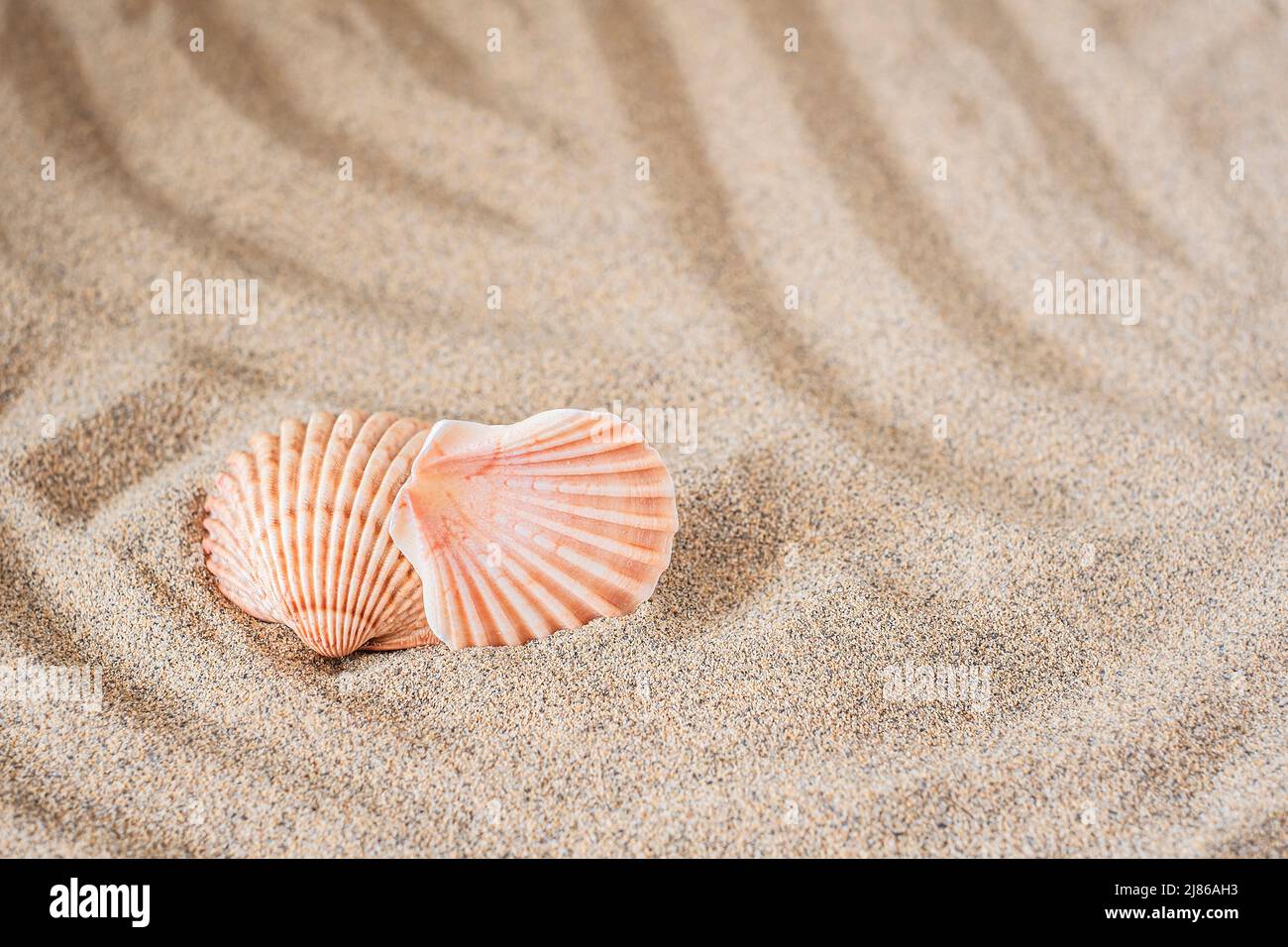 Background sea sand grains, fine beach sand and shells Stock Photo - Alamy