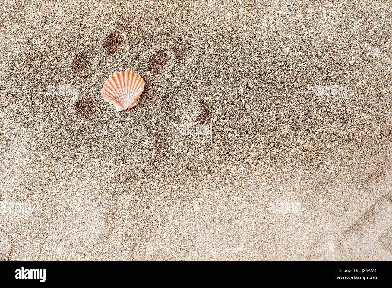 Background sea sand grains, fine beach sand and shells Stock Photo - Alamy