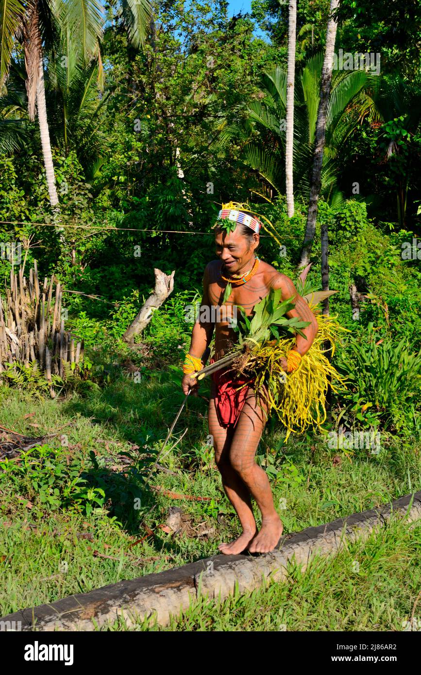 Siberut national park hi-res stock photography and images - Alamy