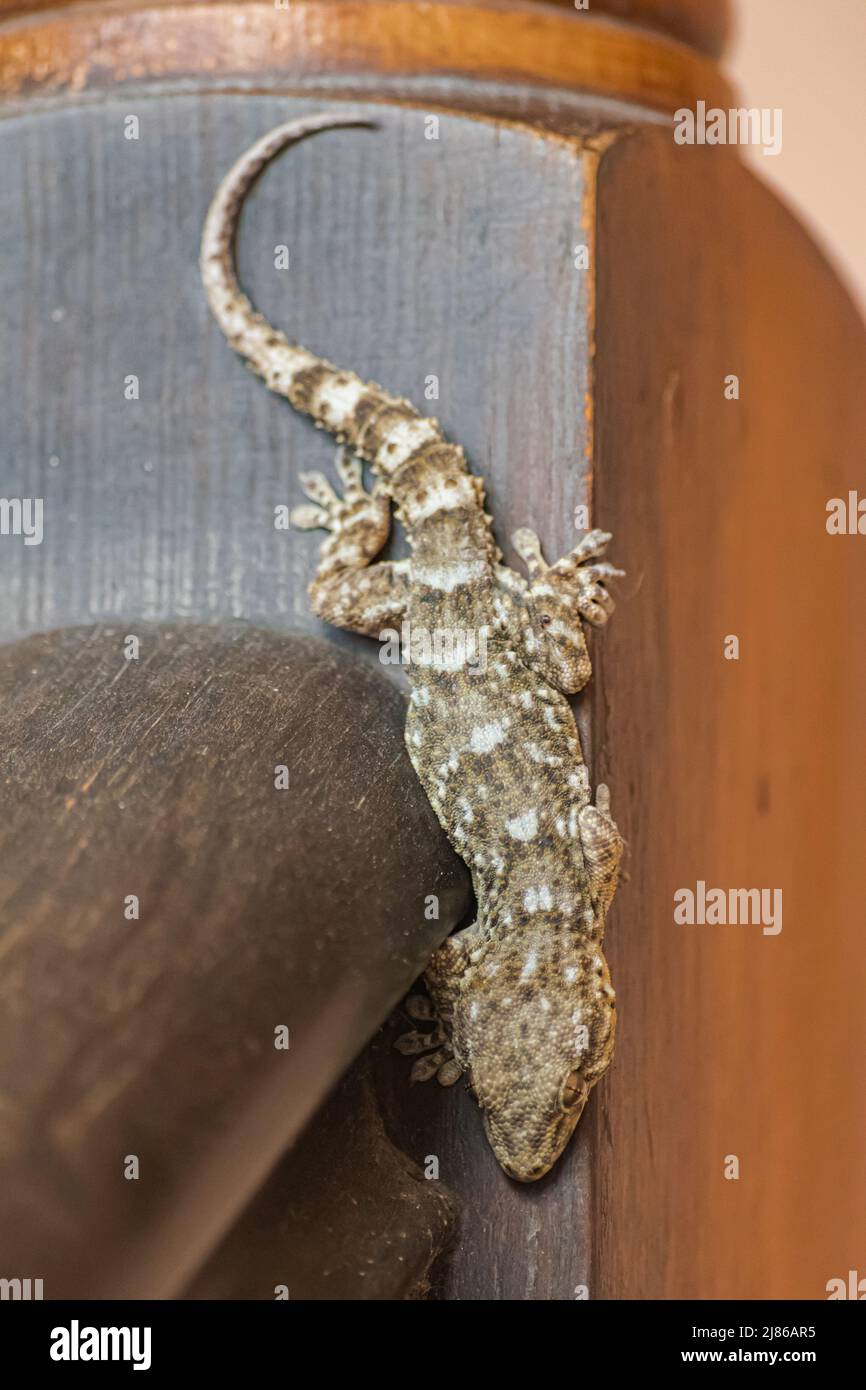 Tenerife wall gecko hi-res stock photography and images - Alamy