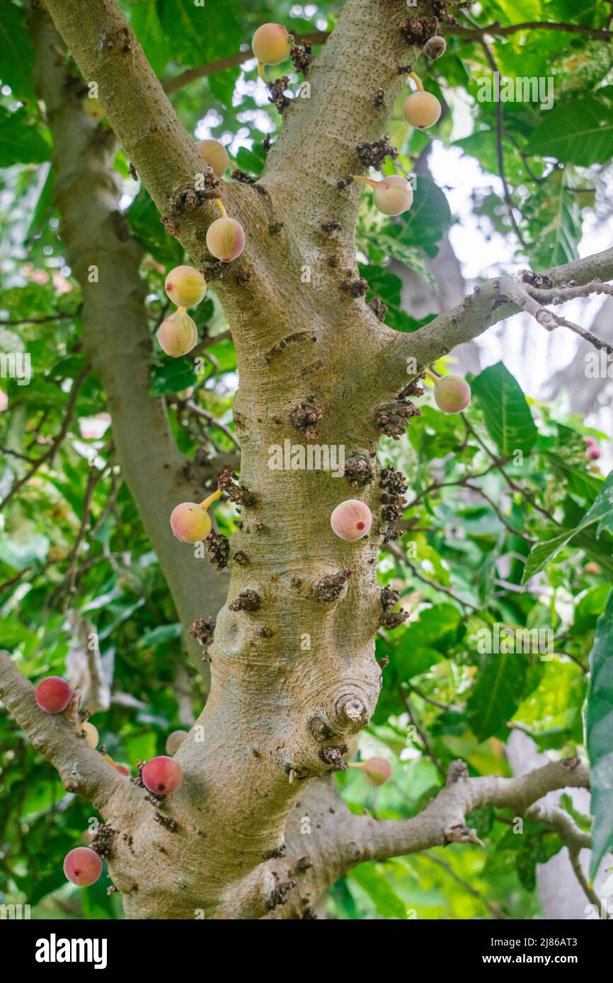 Ficus aspera hi-res stock photography and images - Alamy
