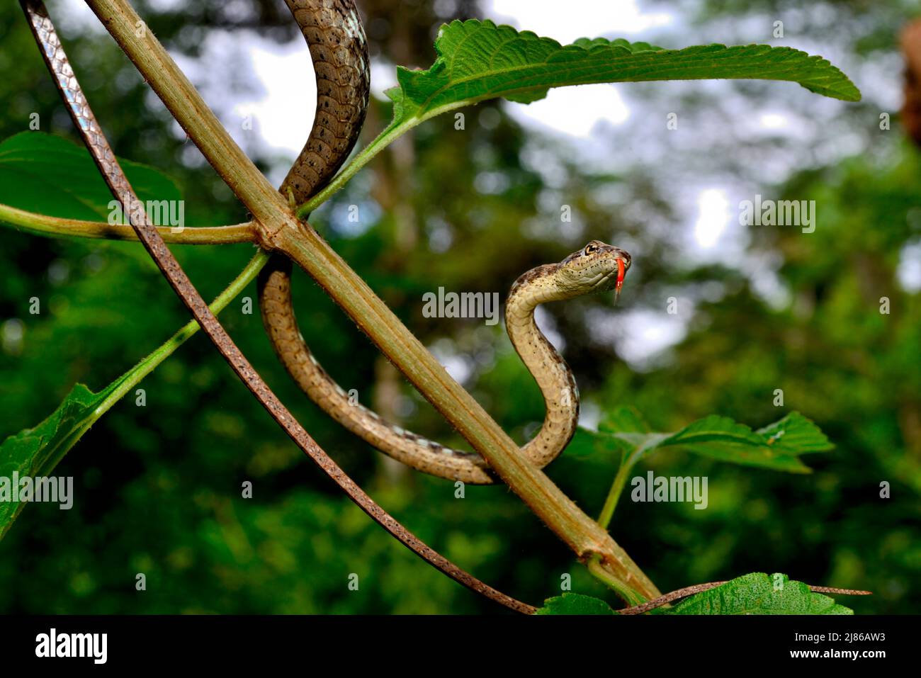 Brown whip snake (Dryophiops rubescens), Gunung Leuser, N. Sumatra ...