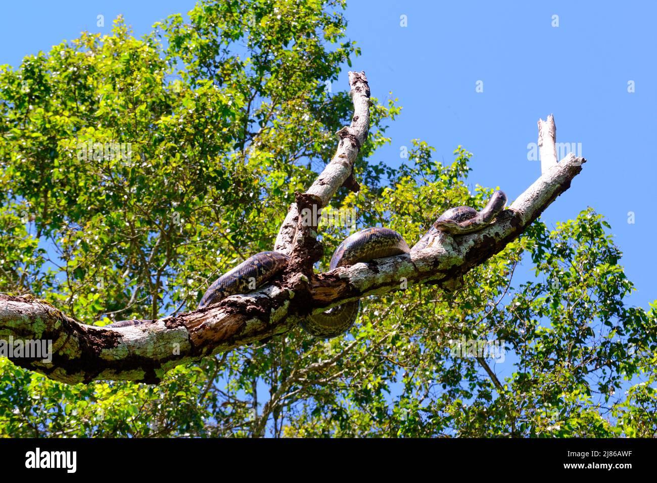 Reticulated python (Malayopython reticulatus) on a trunk, Sumatra, S.E ...