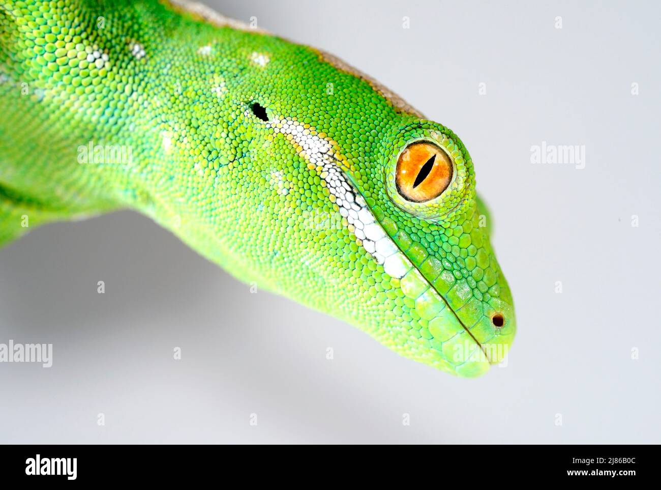 Portrait of Northland green gecko (Naultinus grayii) on white ...