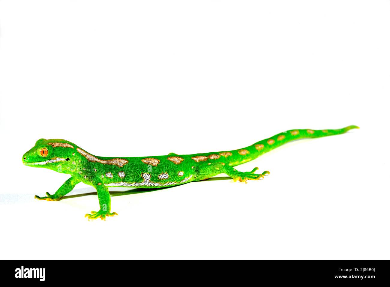 Northland green gecko (Naultinus grayii) on white background, New ...