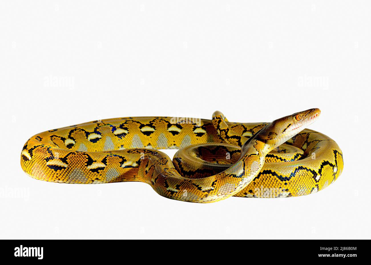 Dwarf snake Cut Out Stock Images & Pictures - Alamy